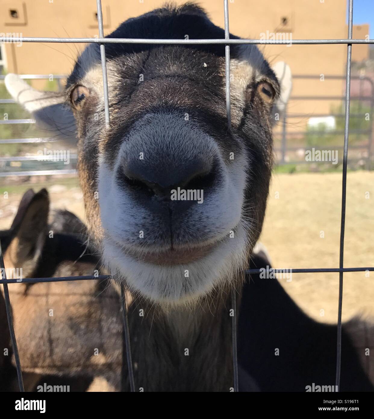 Goat nose hi-res stock photography and images - Alamy