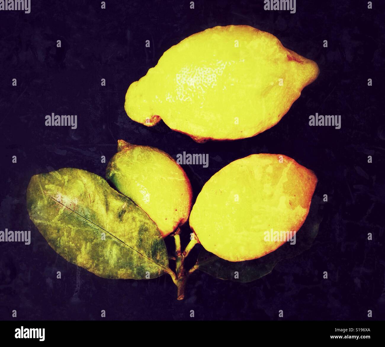 Fresh Sicilian lemons Stock Photo - Alamy