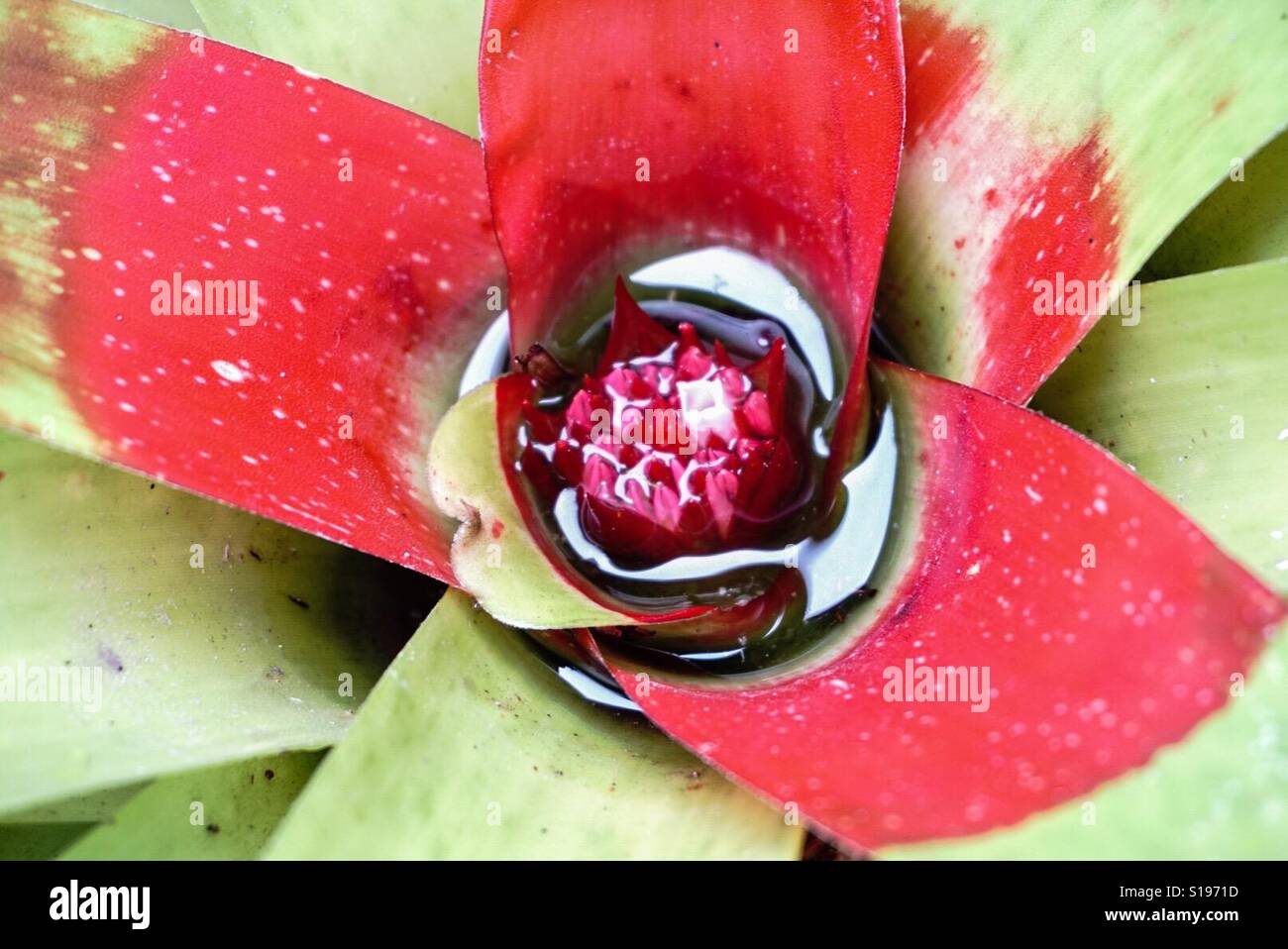 Bromelia hi-res stock photography and images - Alamy