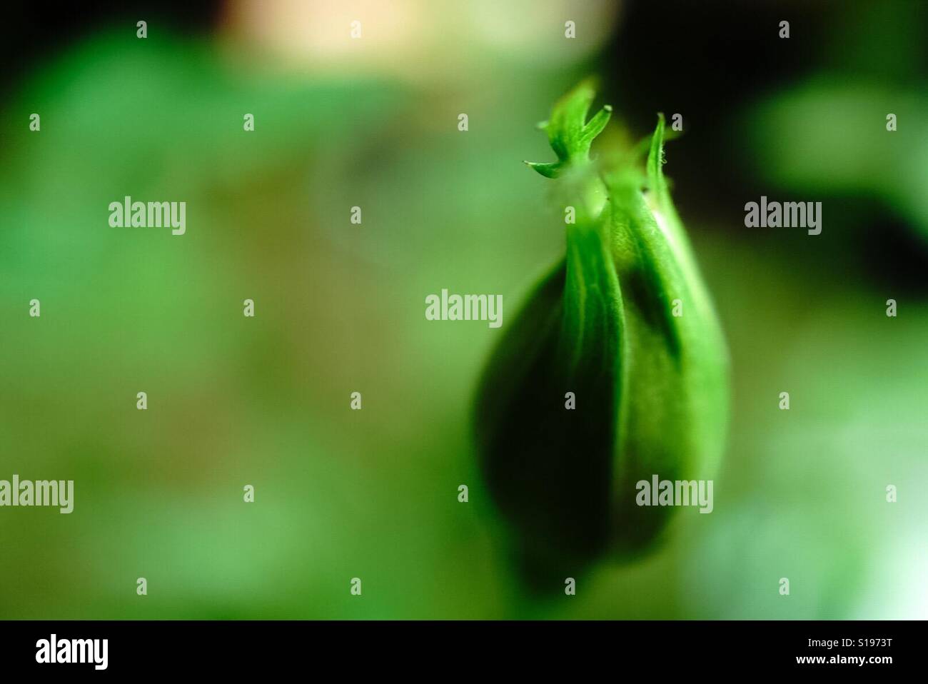 Budding rose hi-res stock photography and images - Alamy