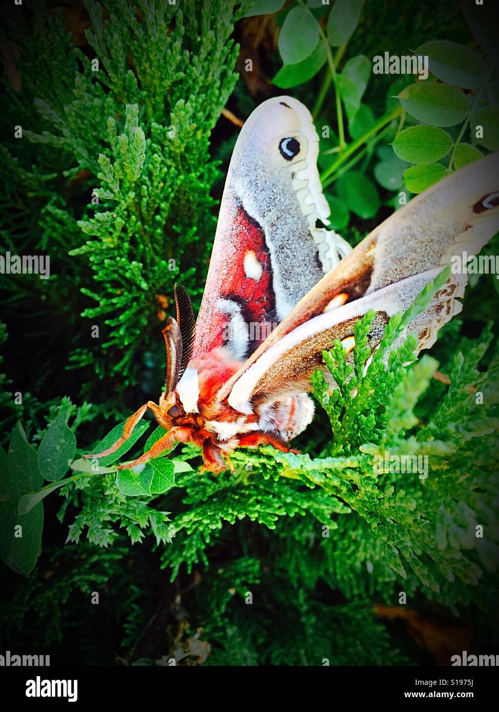 Moth in Bush Stock Photo - Alamy