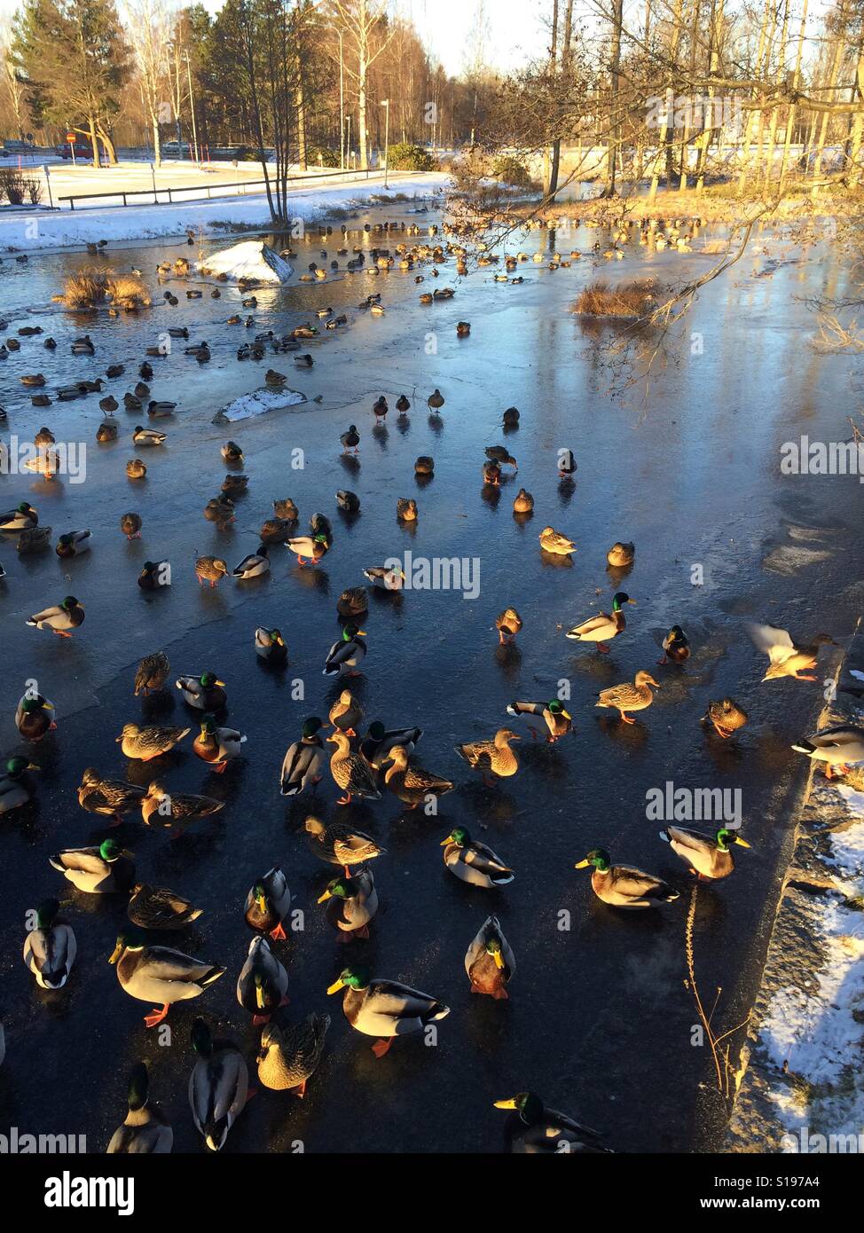 Ducks on ice Stock Photo - Alamy