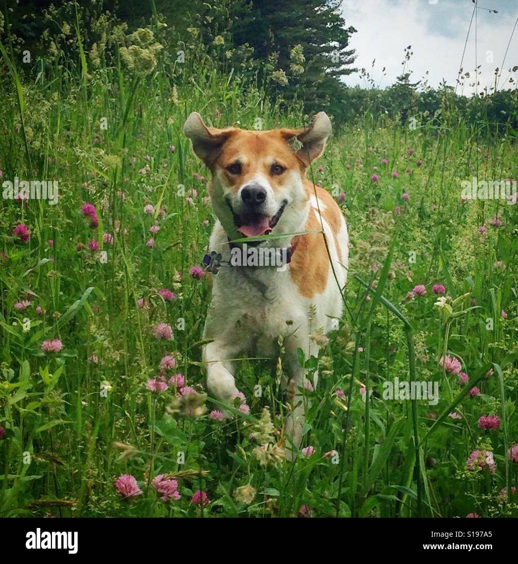 Dog running through long grass hi-res stock photography and images - Alamy