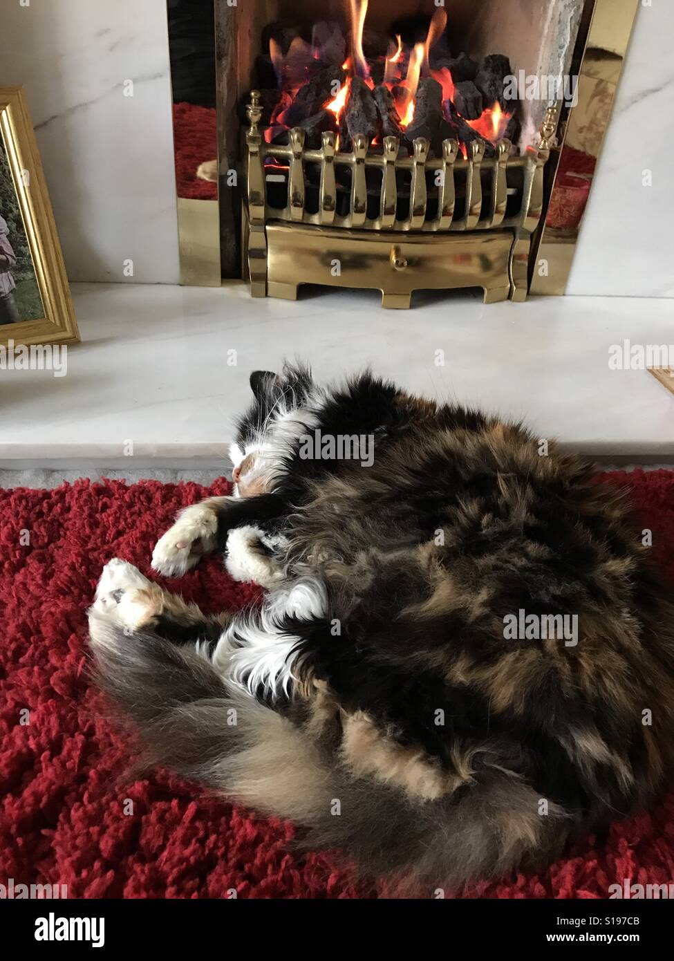 Tortoise Shell cat curled up in front of an open fire Stock Photo - Alamy
