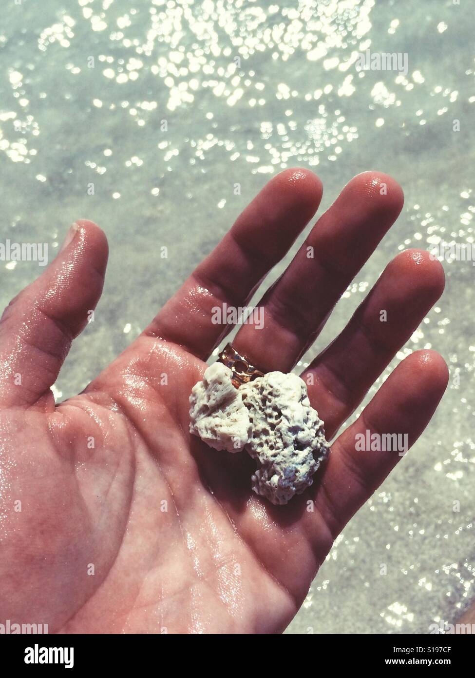 Shell Cluster Stock Photos & Shell Cluster Stock Images - Alamy