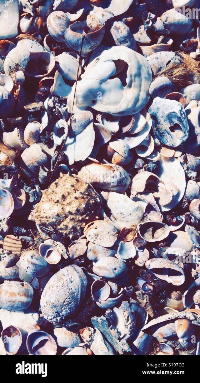 Shells on the shoreline hi-res stock photography and images - Alamy
