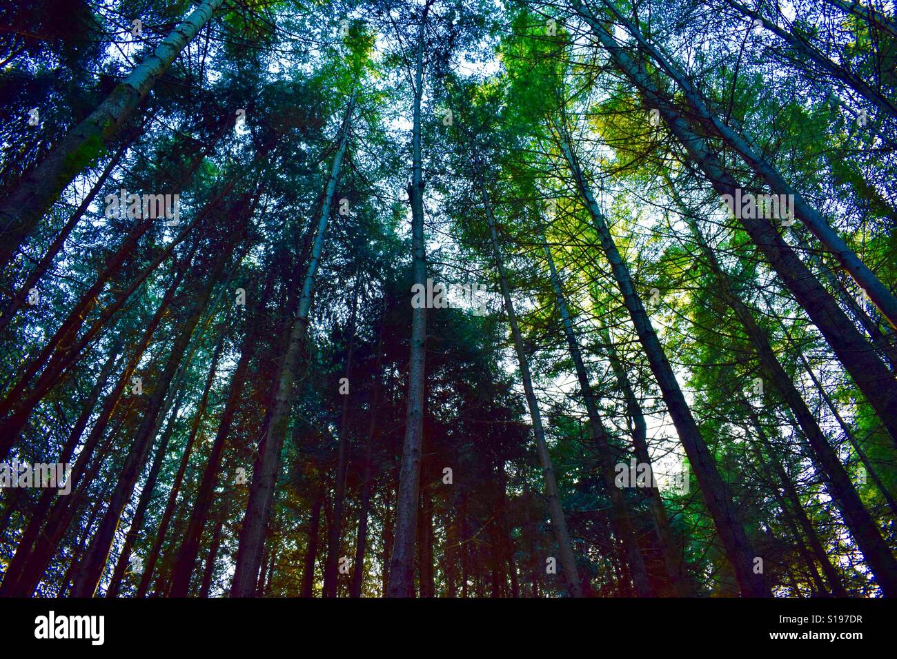 Forrest view from below Stock Photo - Alamy