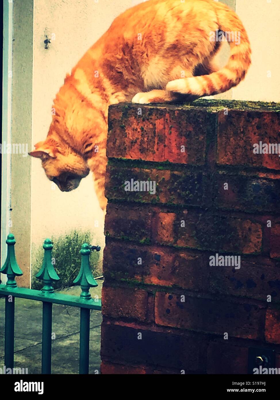 Cat jumping wall hi-res stock photography and images - Alamy