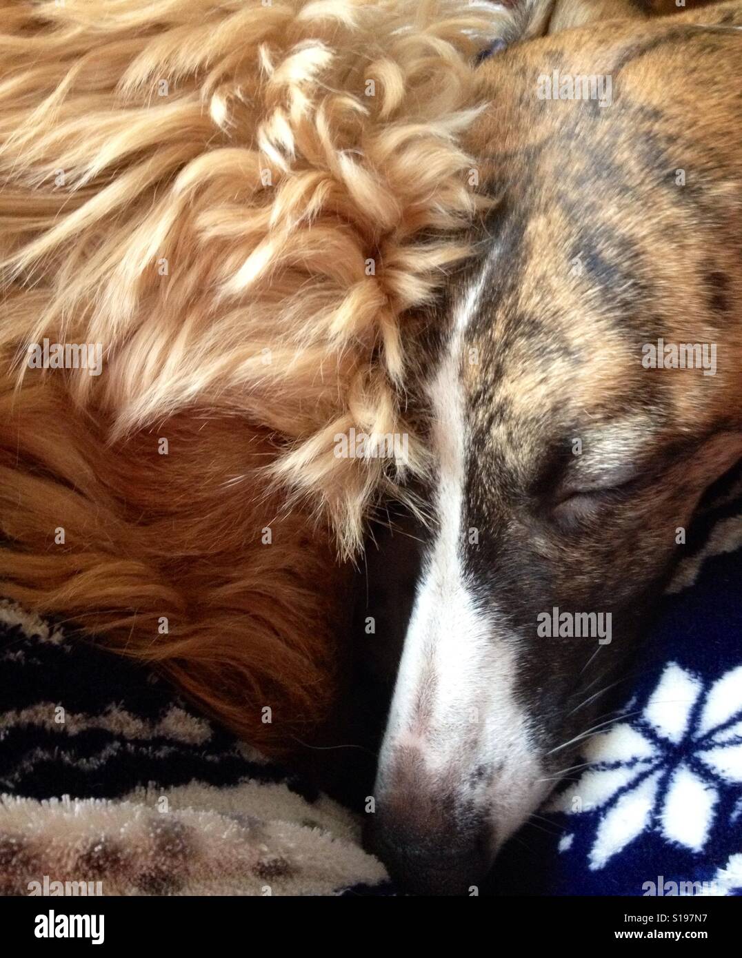 Sleeping whippet hi-res stock photography and images - Alamy