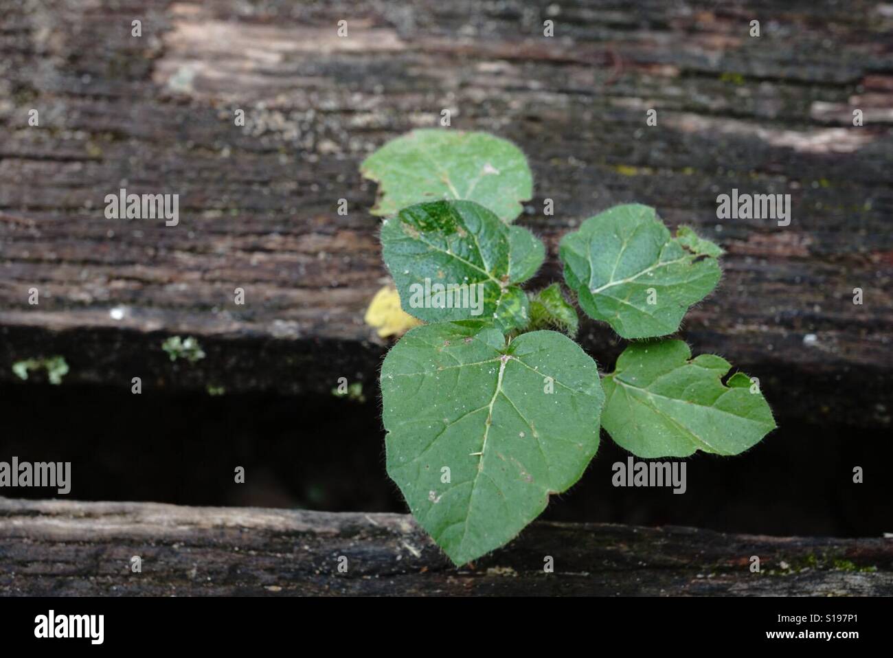 Floor plant hi-res stock photography and images - Alamy