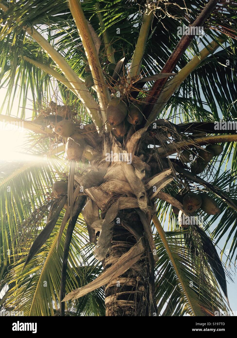 Tree bottom view hi-res stock photography and images - Alamy