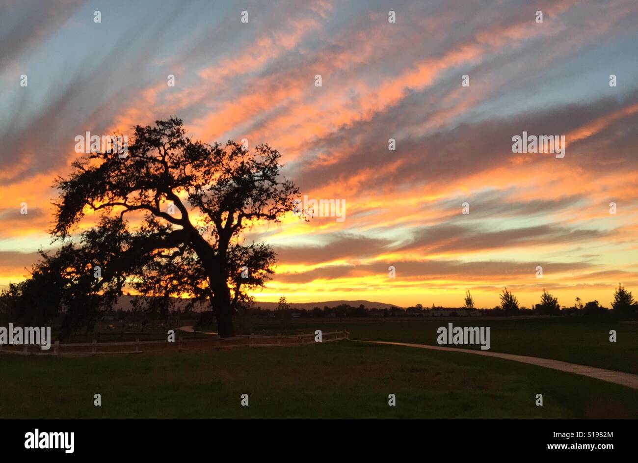 Sunset over oak tree Stock Photo - Alamy