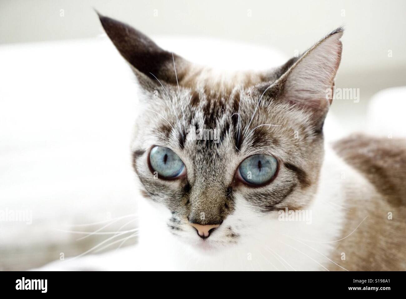 Animal blue eyes hi-res stock photography and images - Alamy
