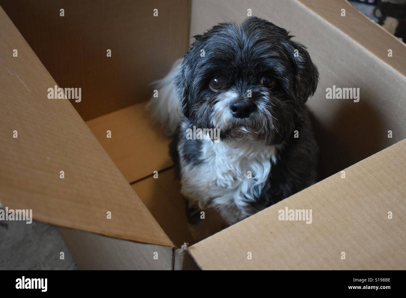 Dog in a box hi-res stock photography and images - Alamy