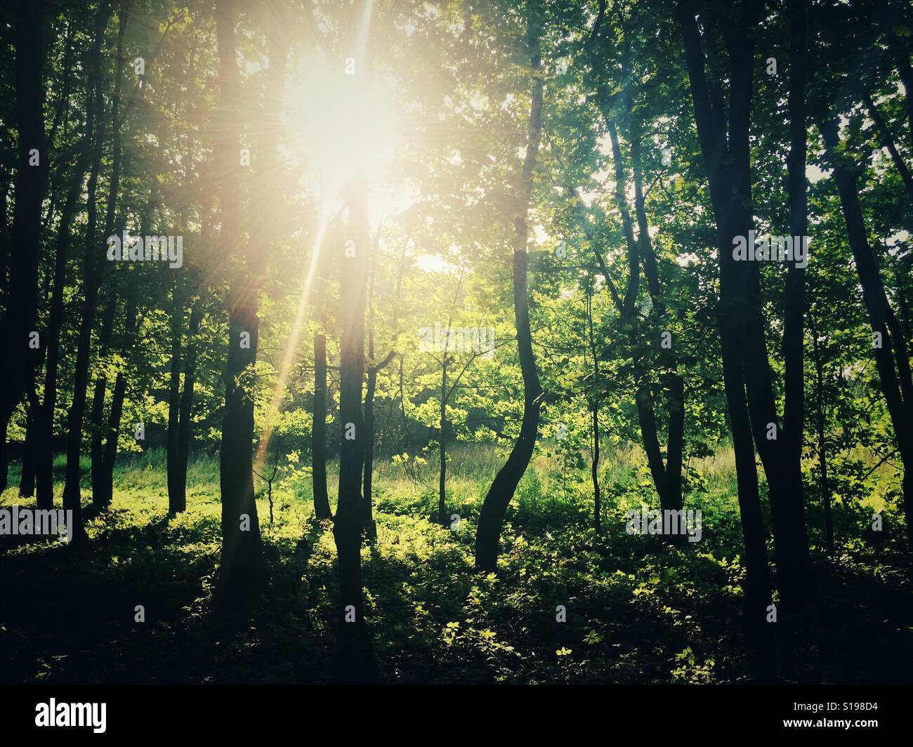 Setting sun shines through the trees in the forest in Russia Stock ...