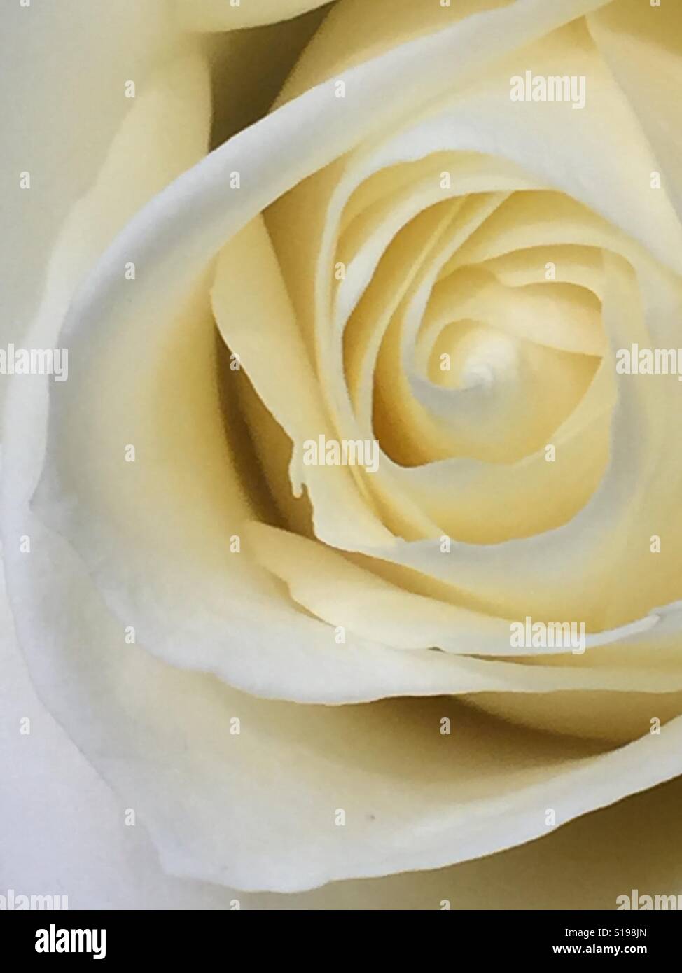Cream rose roses hi-res stock photography and images - Alamy
