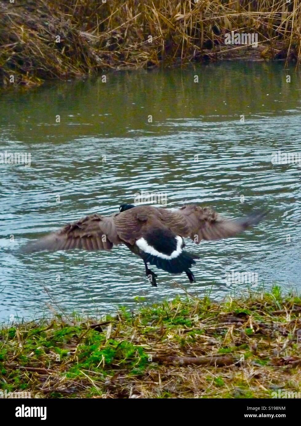 Flying goose hi-res stock photography and images - Alamy