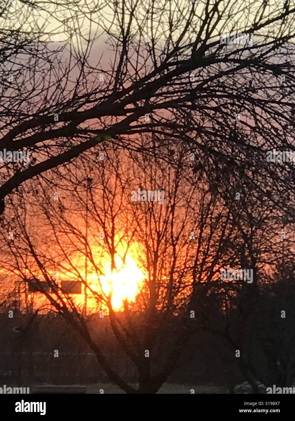 sunrise through the trees Stock Photo - Alamy