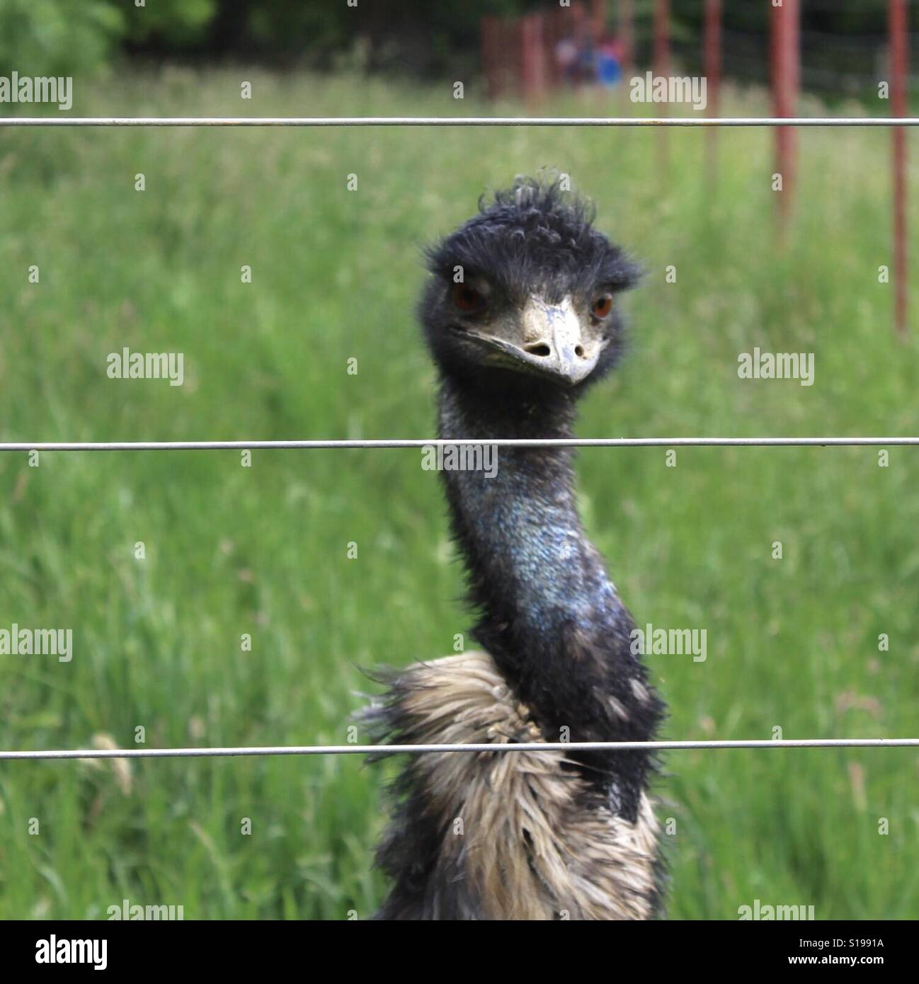 Scary emu hi-res stock photography and images - Alamy