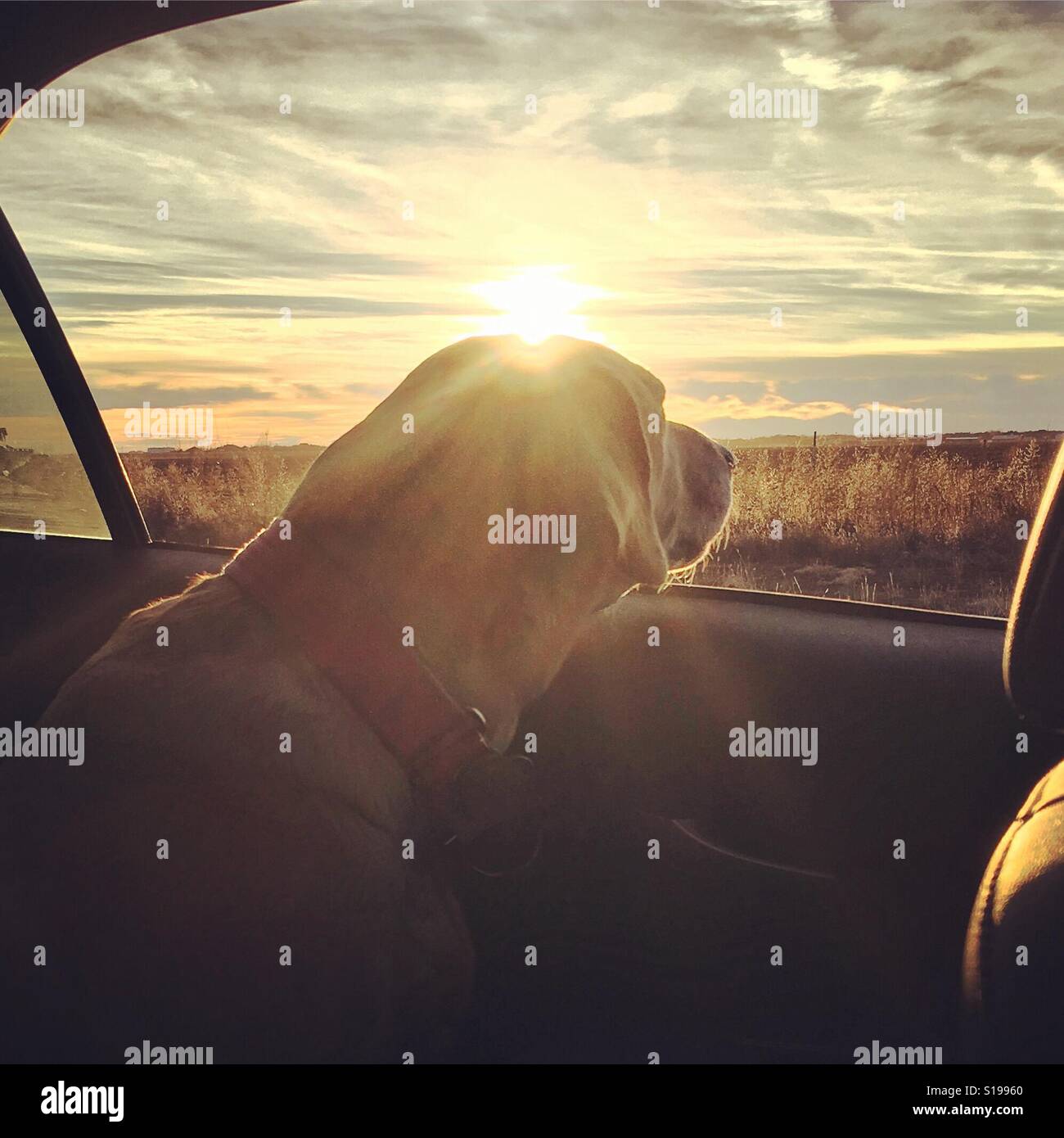 Boo the dog hi-res stock photography and images - Alamy