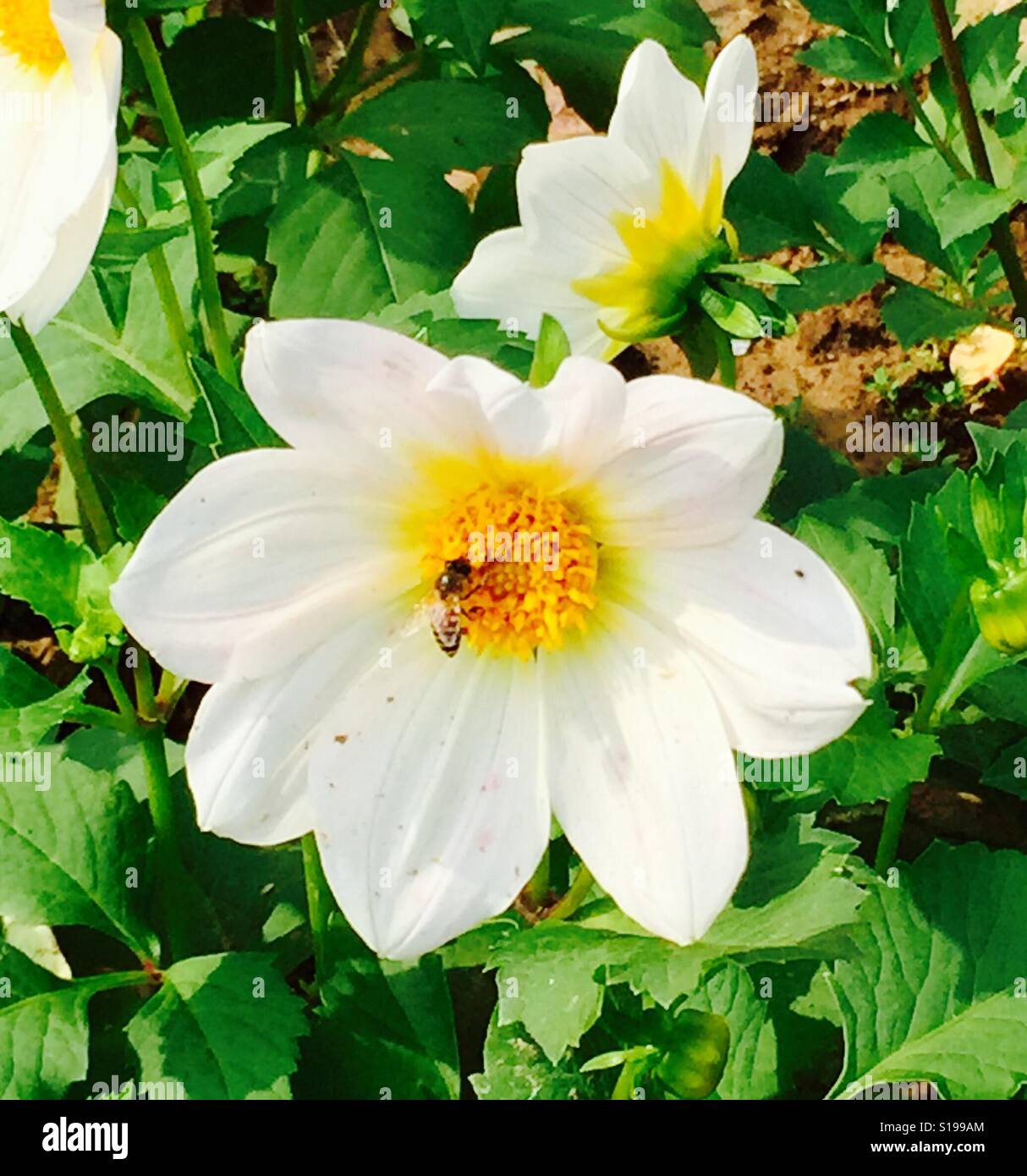 Insect working hard hi-res stock photography and images - Alamy