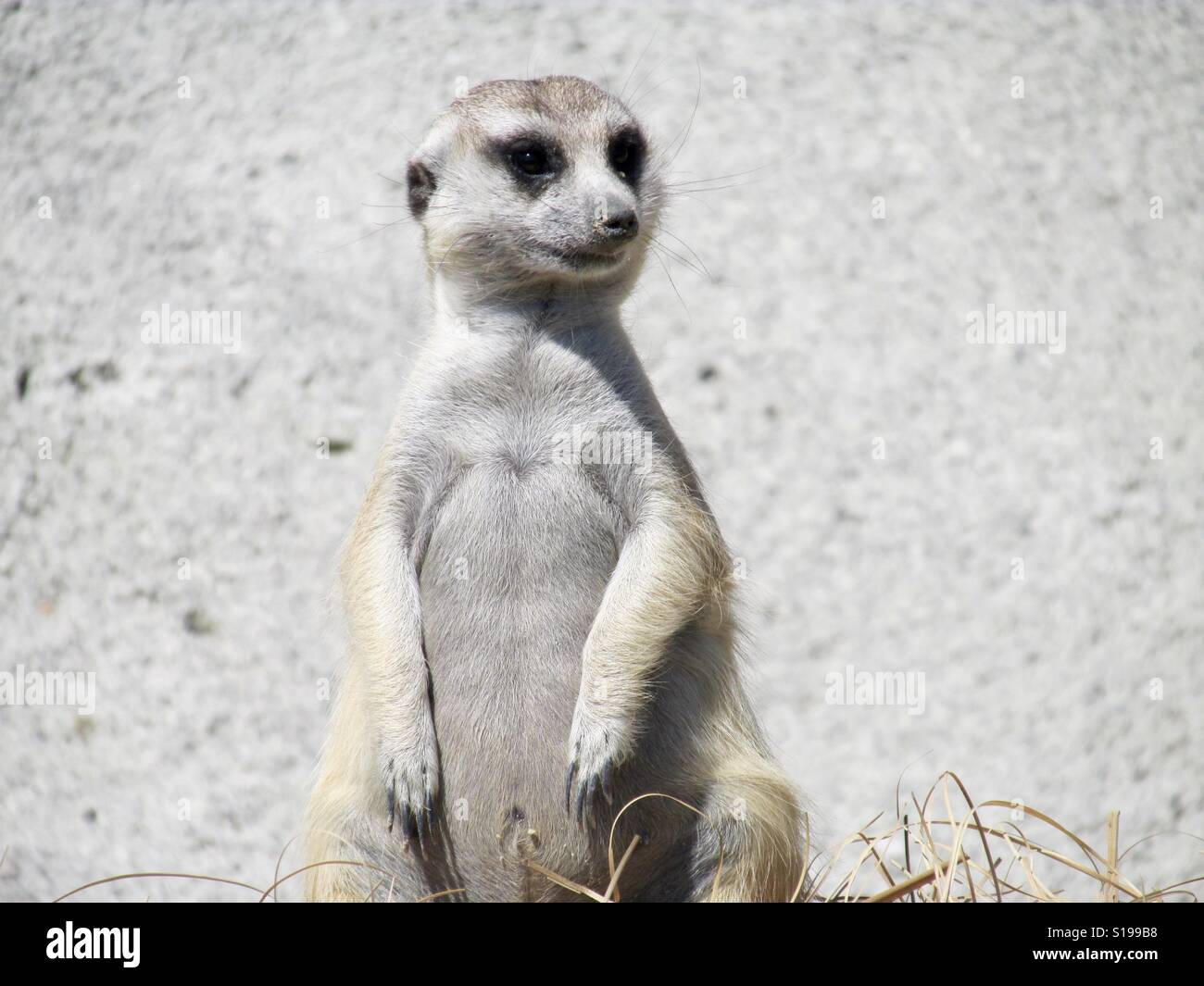 Animal life hi-res stock photography and images - Alamy