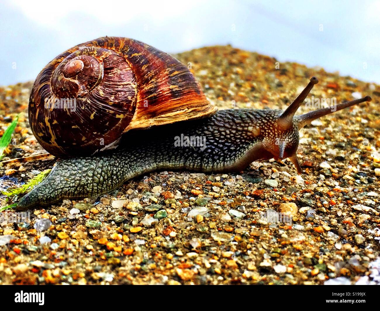 Housing snails hi-res stock photography and images - Alamy