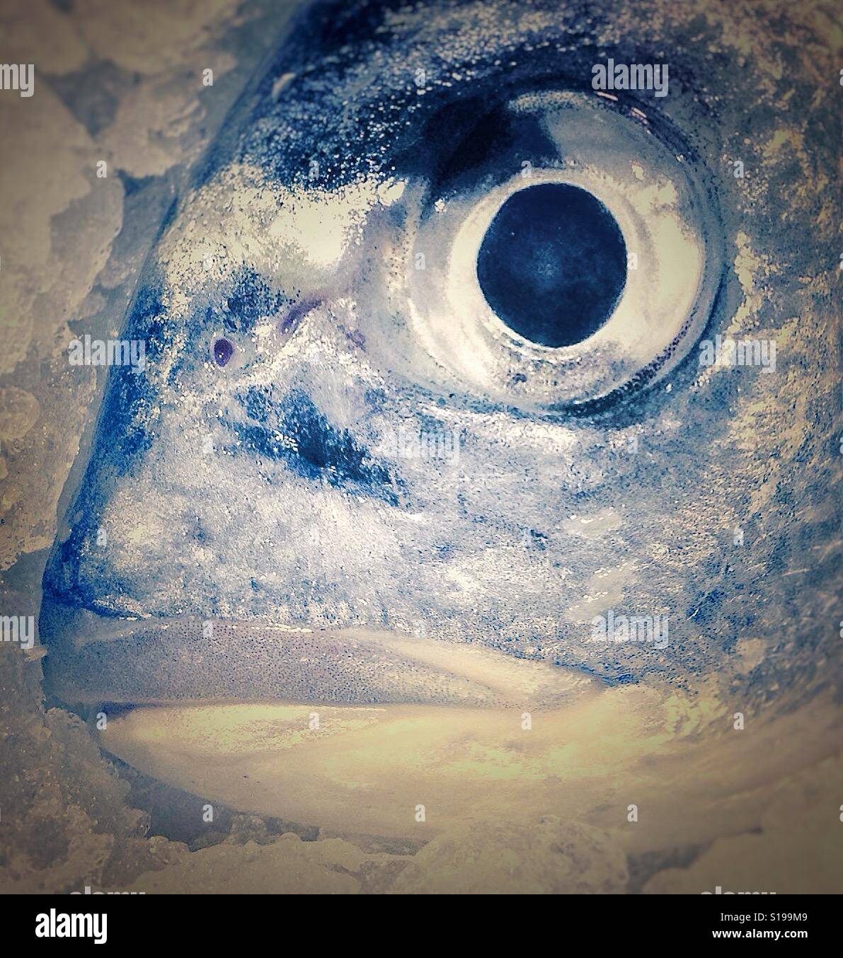 Fish eye hi-res stock photography and images - Alamy