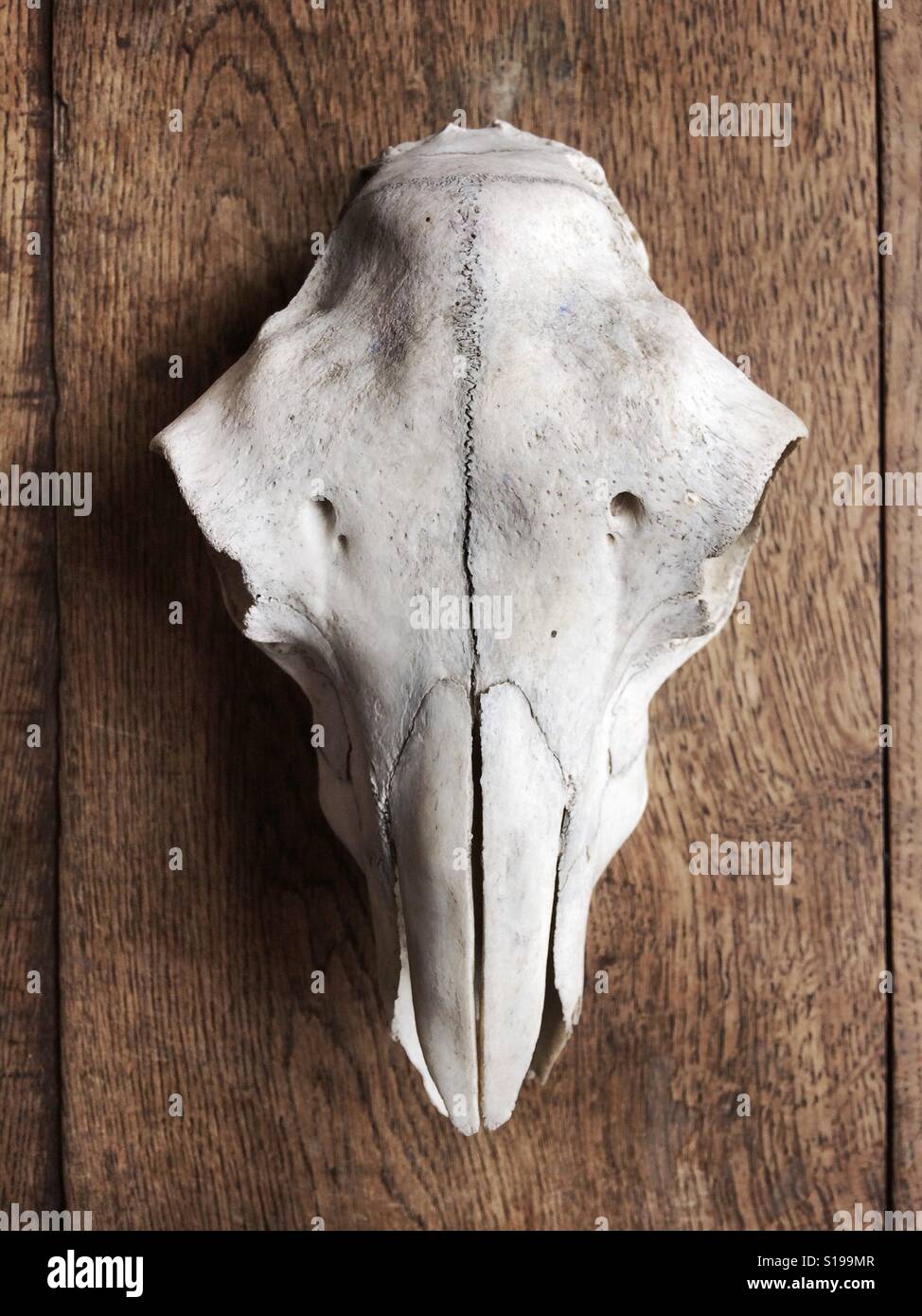 Sheep head bone hi-res stock photography and images - Alamy