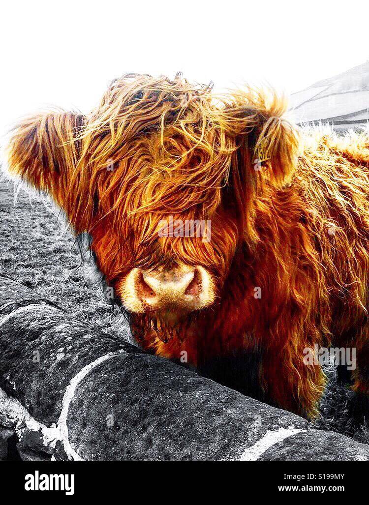 Ginger Cow High Resolution Stock Photography and Images - Alamy