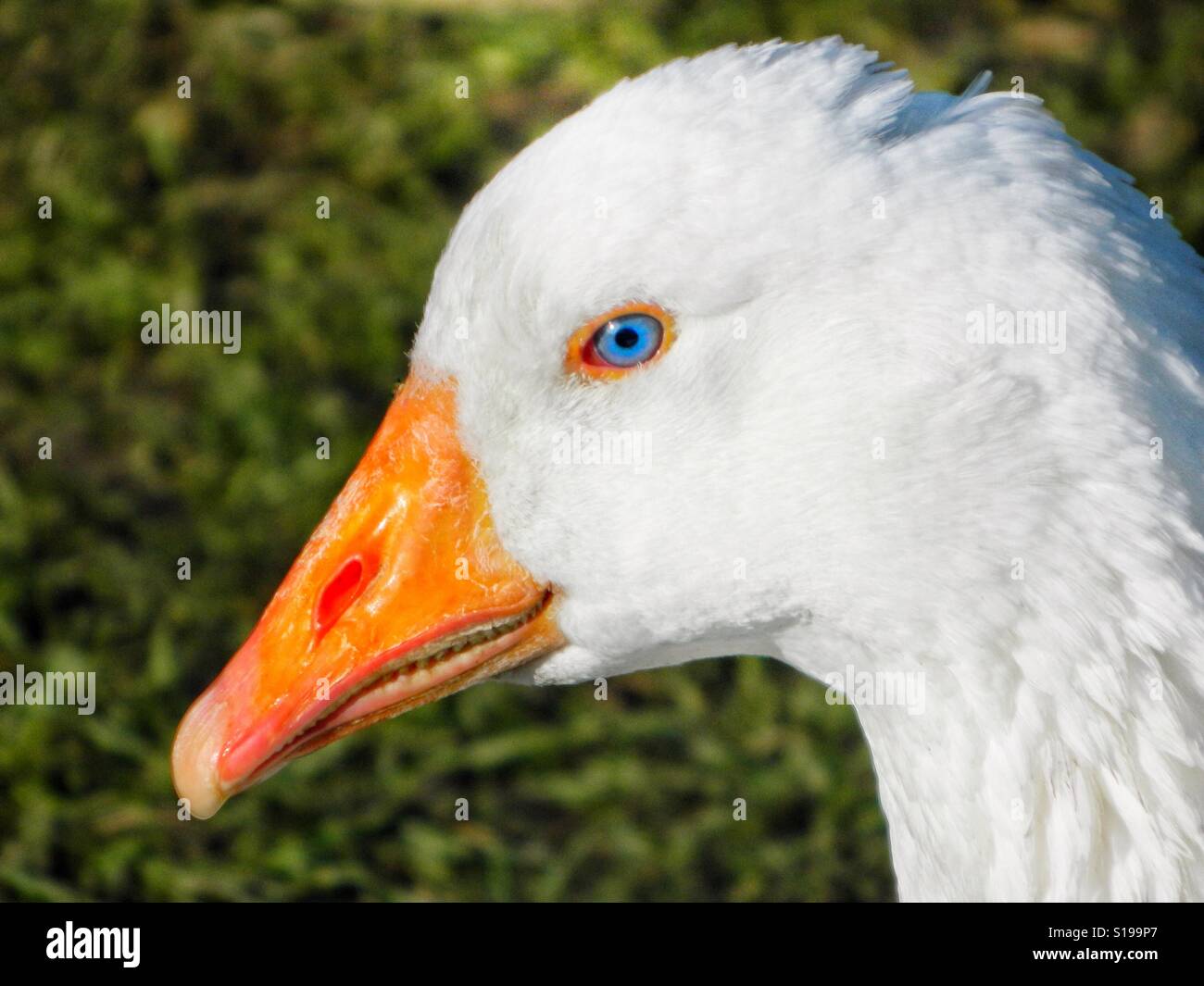 Goose bird hi-res stock photography and images - Alamy