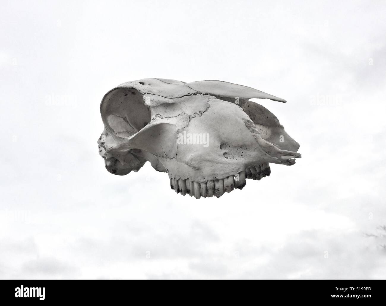 Sheep skull floating in a cloudy sky Stock Photo - Alamy