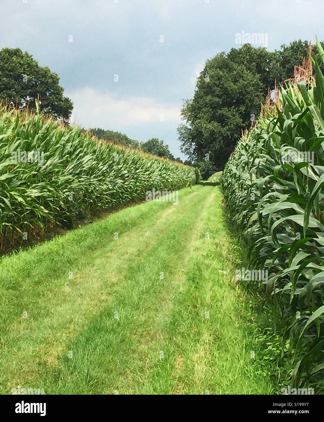 Path through corn field hi-res stock photography and images - Alamy