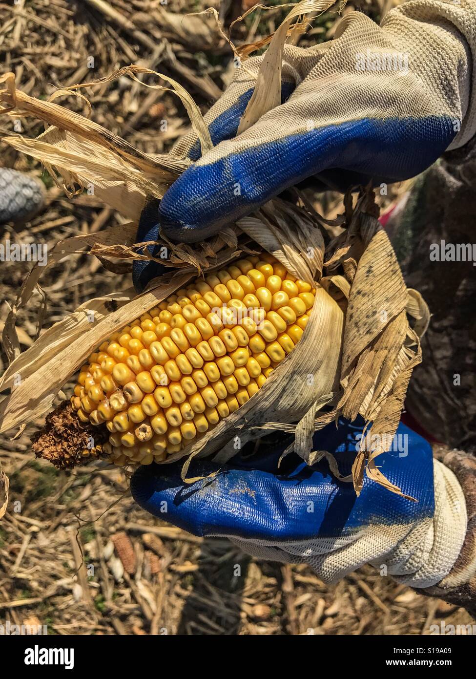 Picking corn hi-res stock photography and images - Alamy