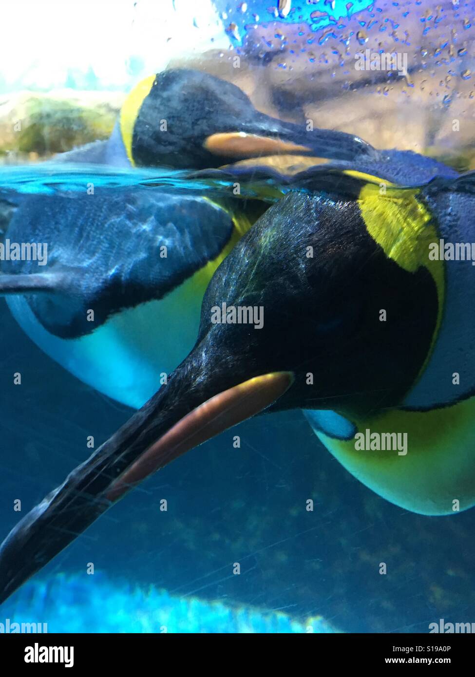 Penguins pool zoo hi-res stock photography and images - Alamy