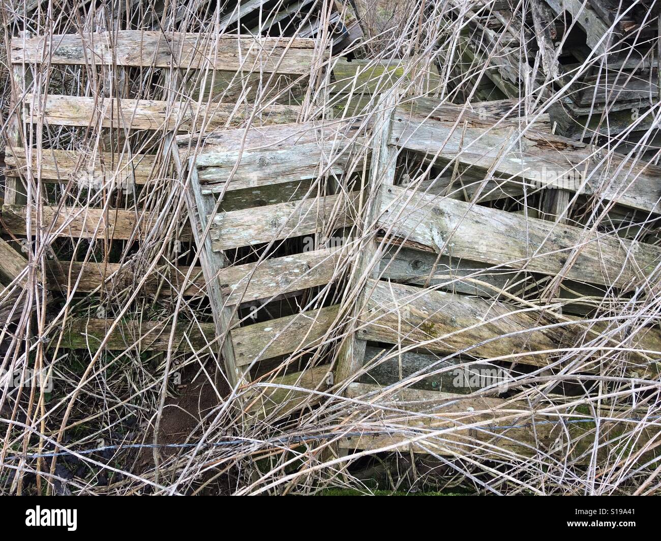 Textural background of rotten wooden pallets Stock Photo - Alamy