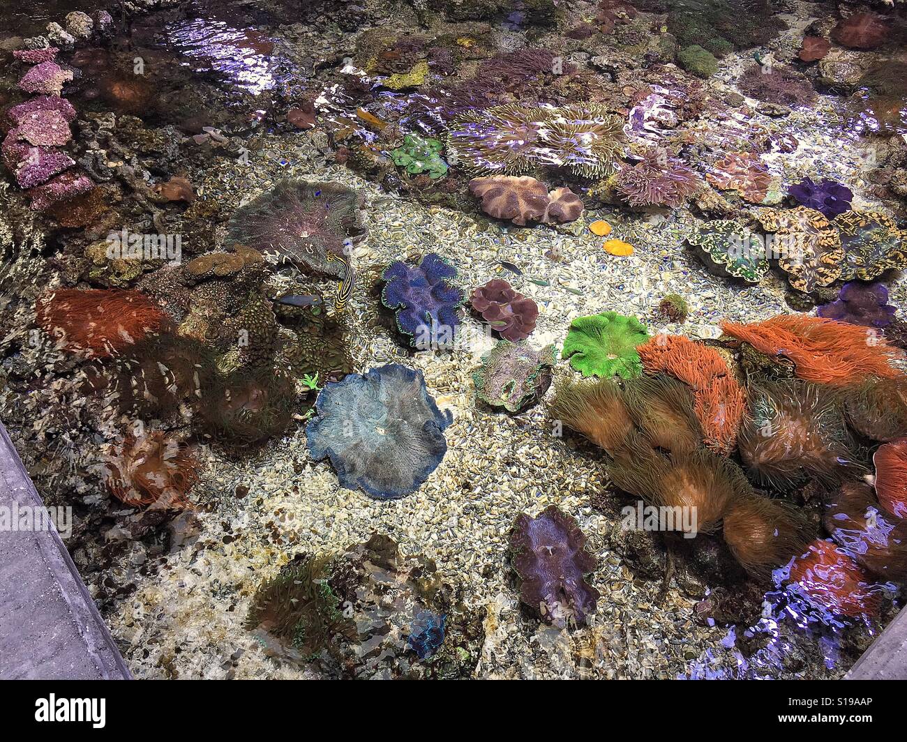 Reef lagoon hi-res stock photography and images - Alamy