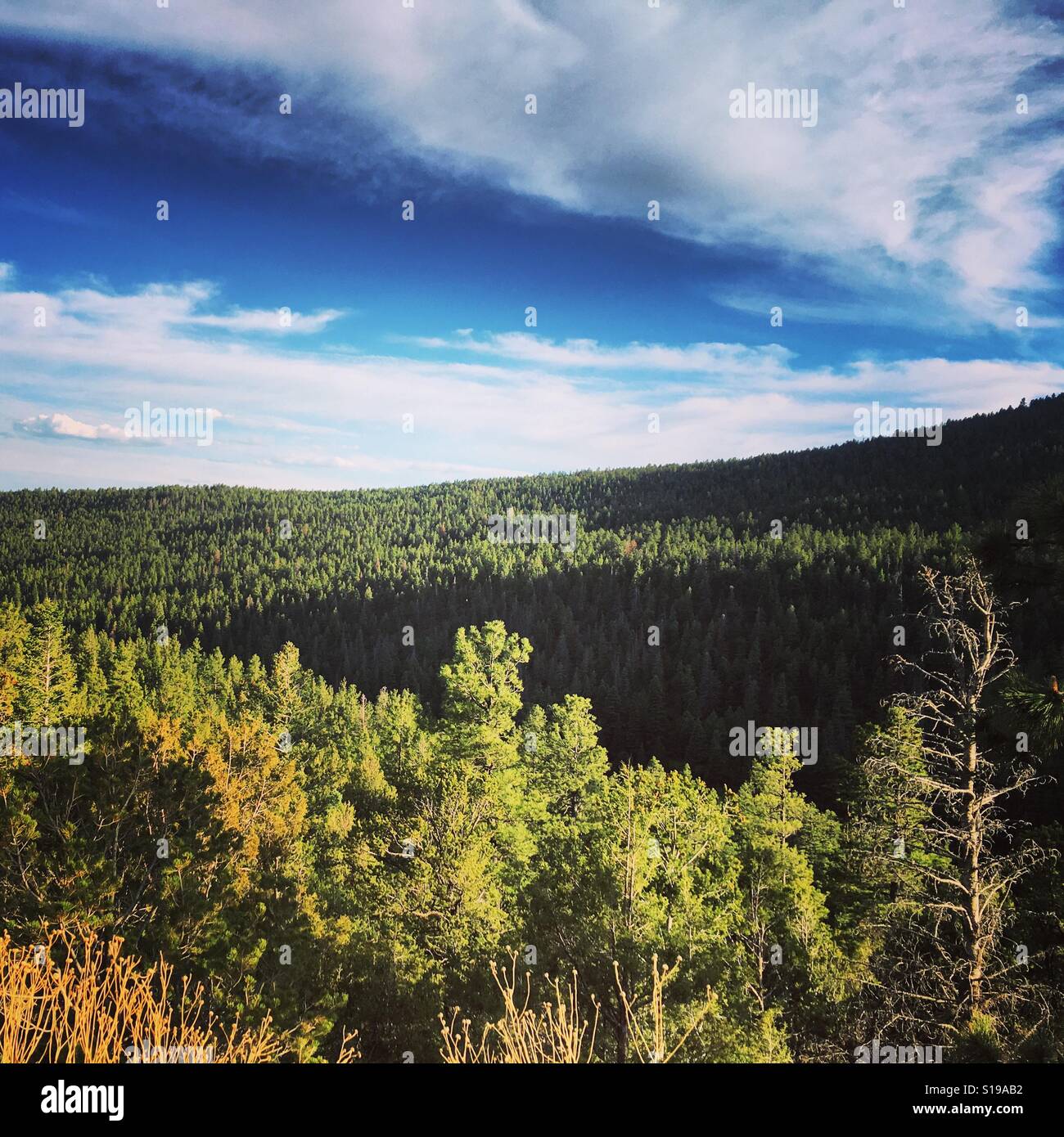 Sea of trees Stock Photo - Alamy