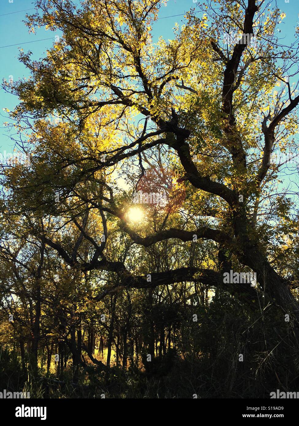 Creepy tree hi-res stock photography and images - Alamy