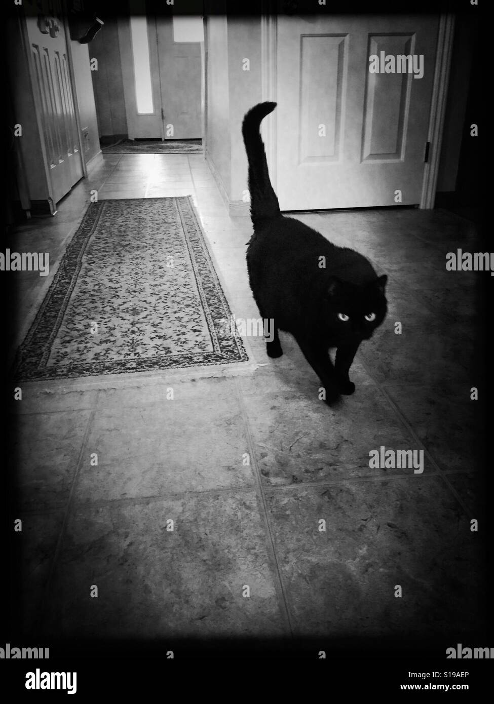 Black cat in hallway Stock Photo - Alamy