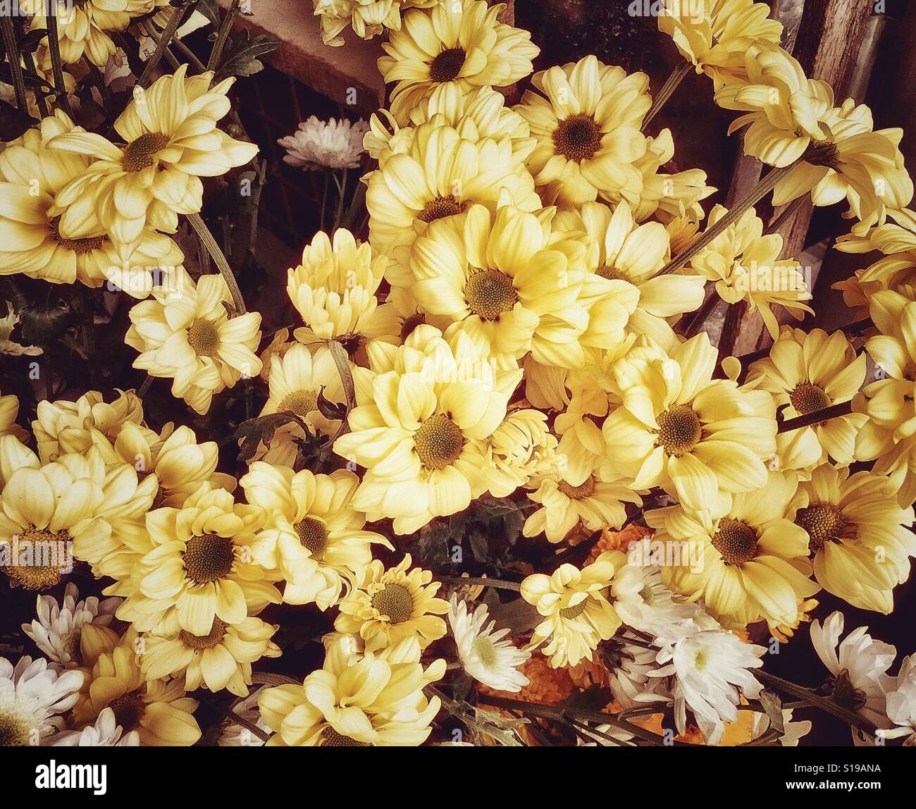 Yellow mums hi-res stock photography and images - Alamy