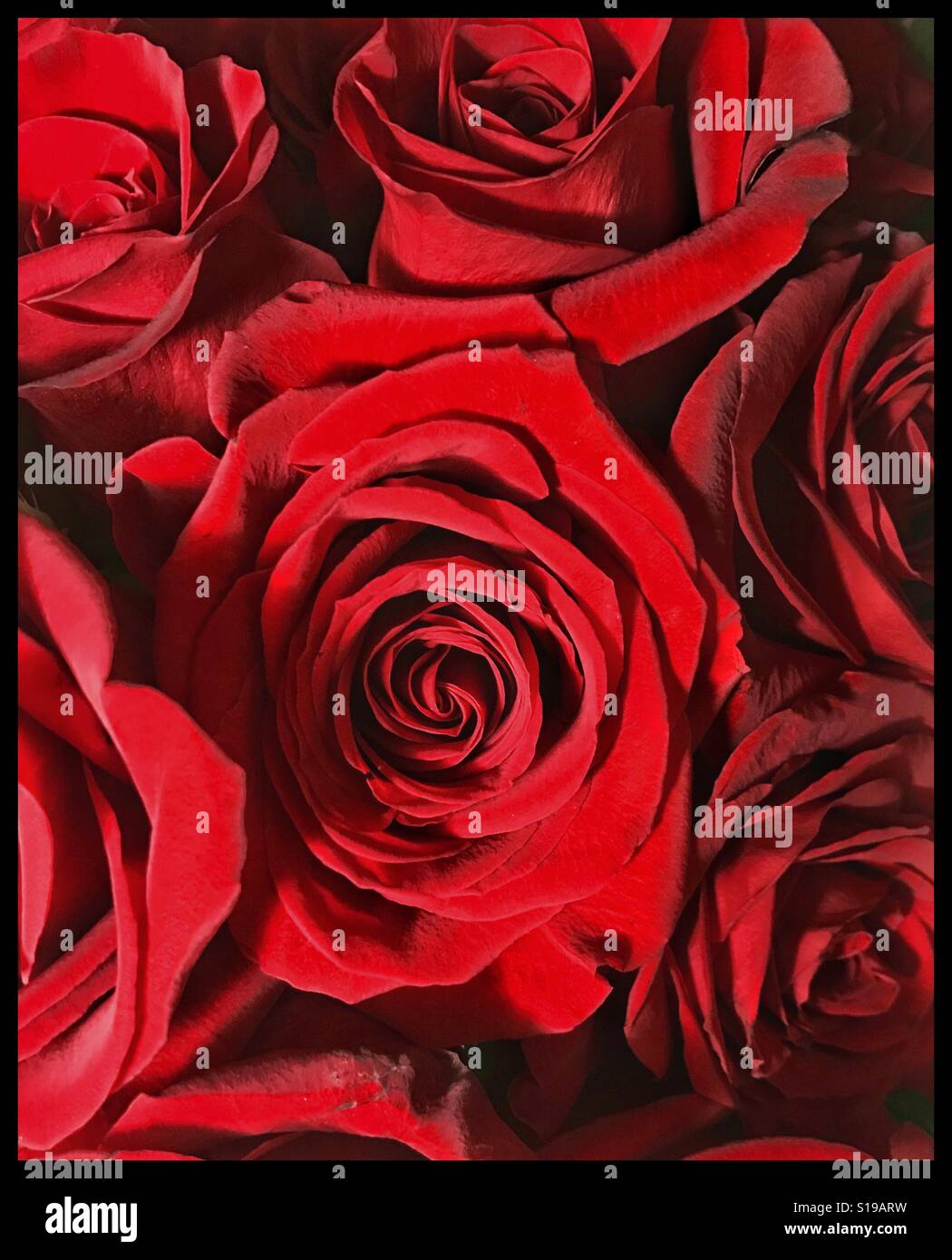 Multiple roses completely filling frame hi-res stock photography and ...