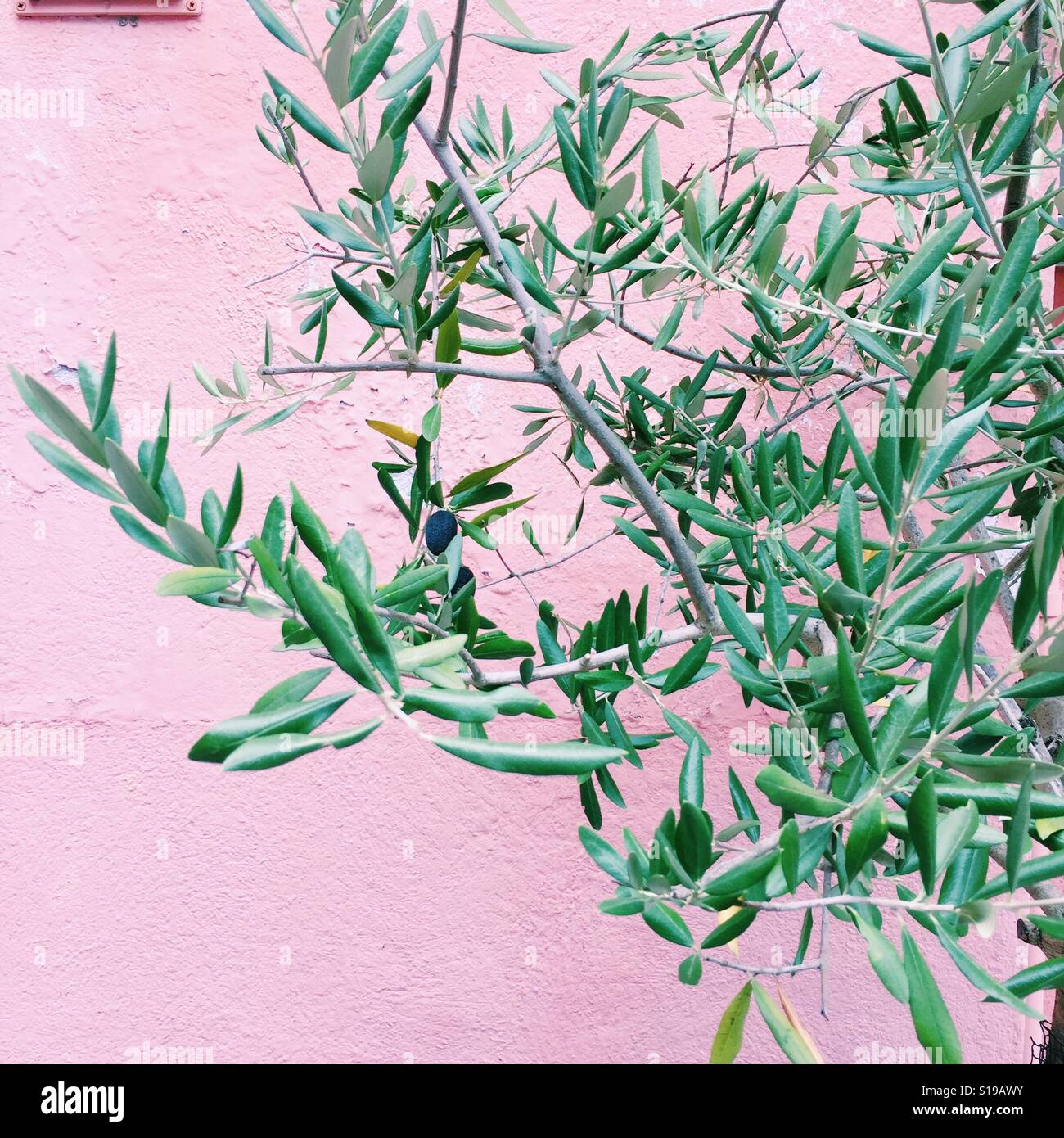 Olive tree detail against a bright pink background Stock Photo - Alamy