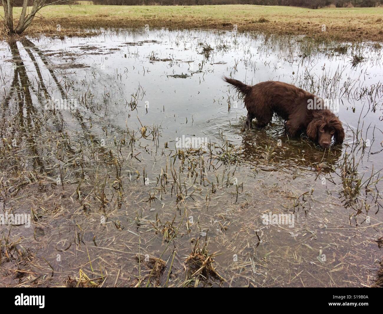 Can You See Lungworm In Dog Poop