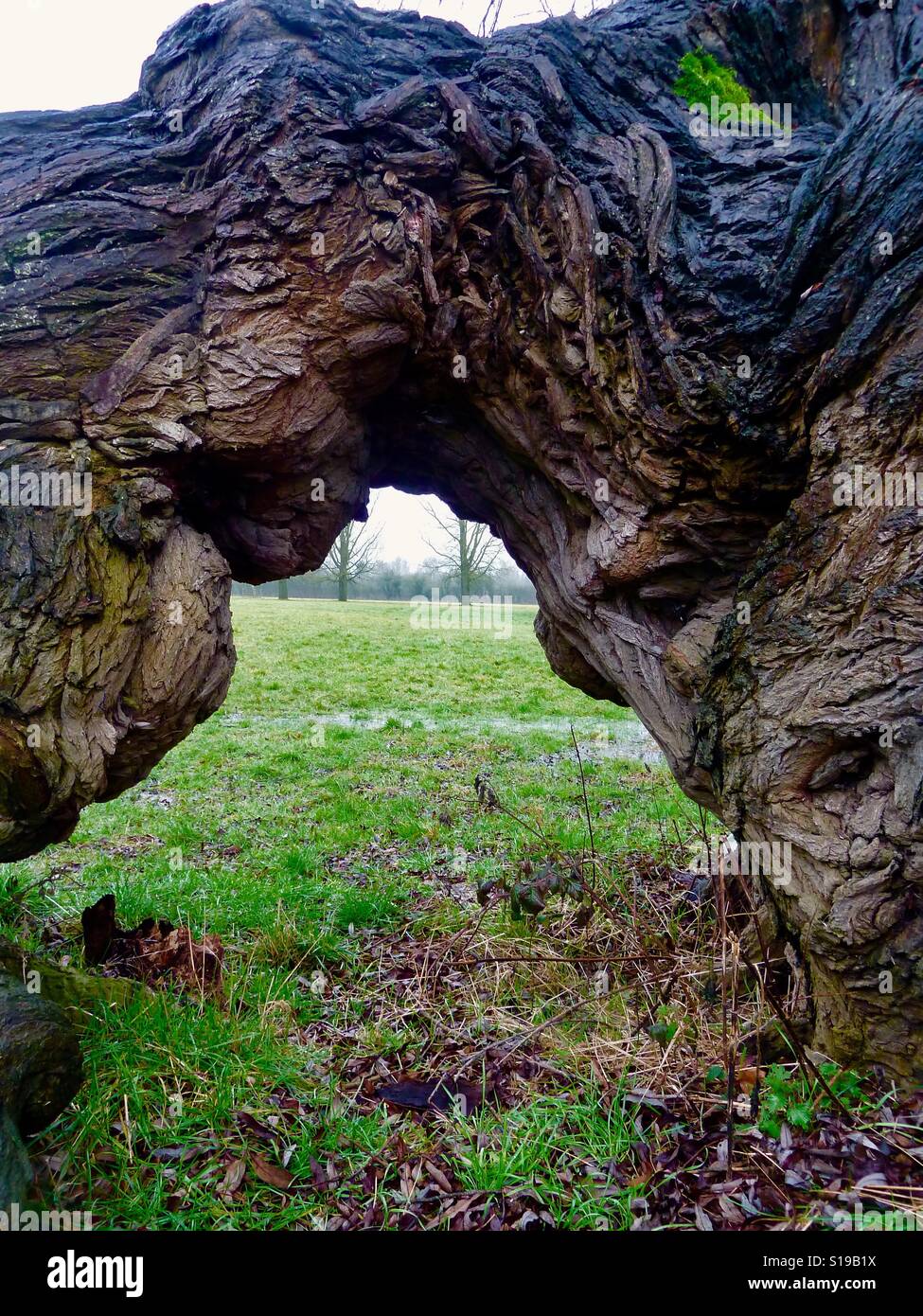 Bent tree trunk hi-res stock photography and images - Alamy