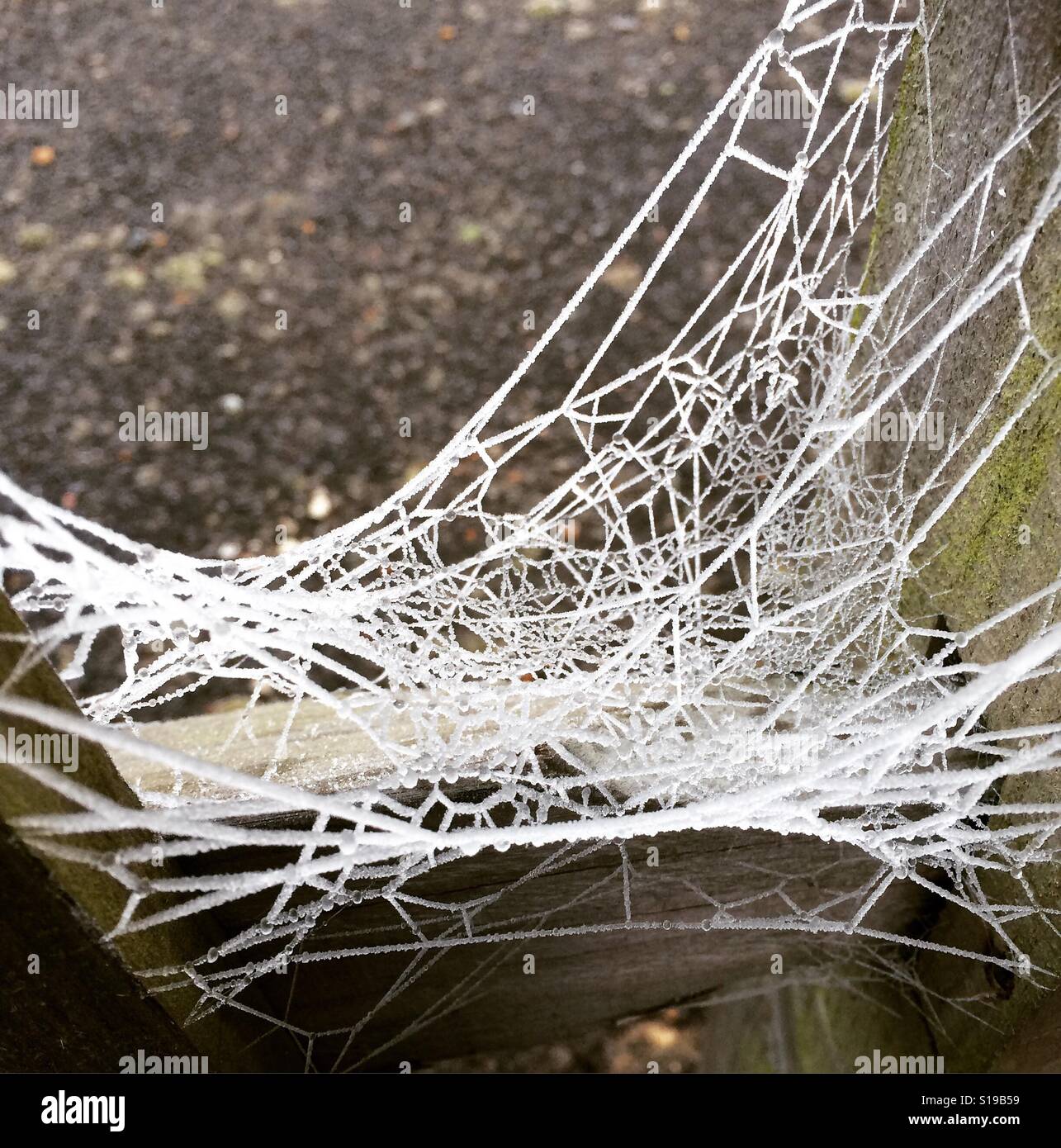 Icy spiders web hi-res stock photography and images - Alamy