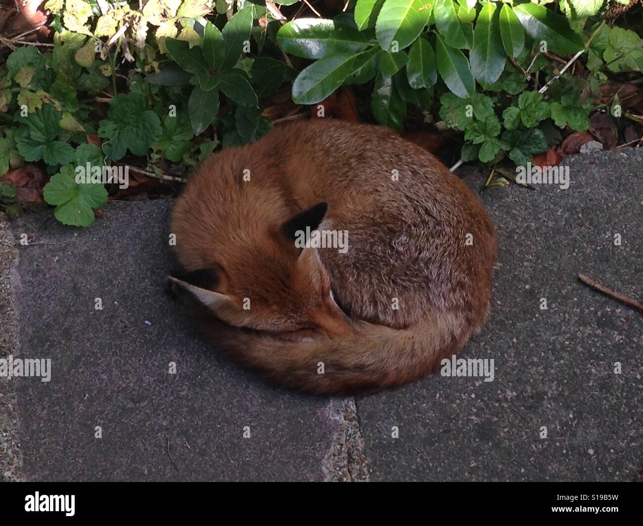 Fox curled hi-res stock photography and images - Alamy