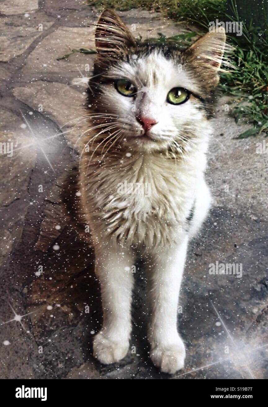 Little dirty cat...! Stock Photo - Alamy