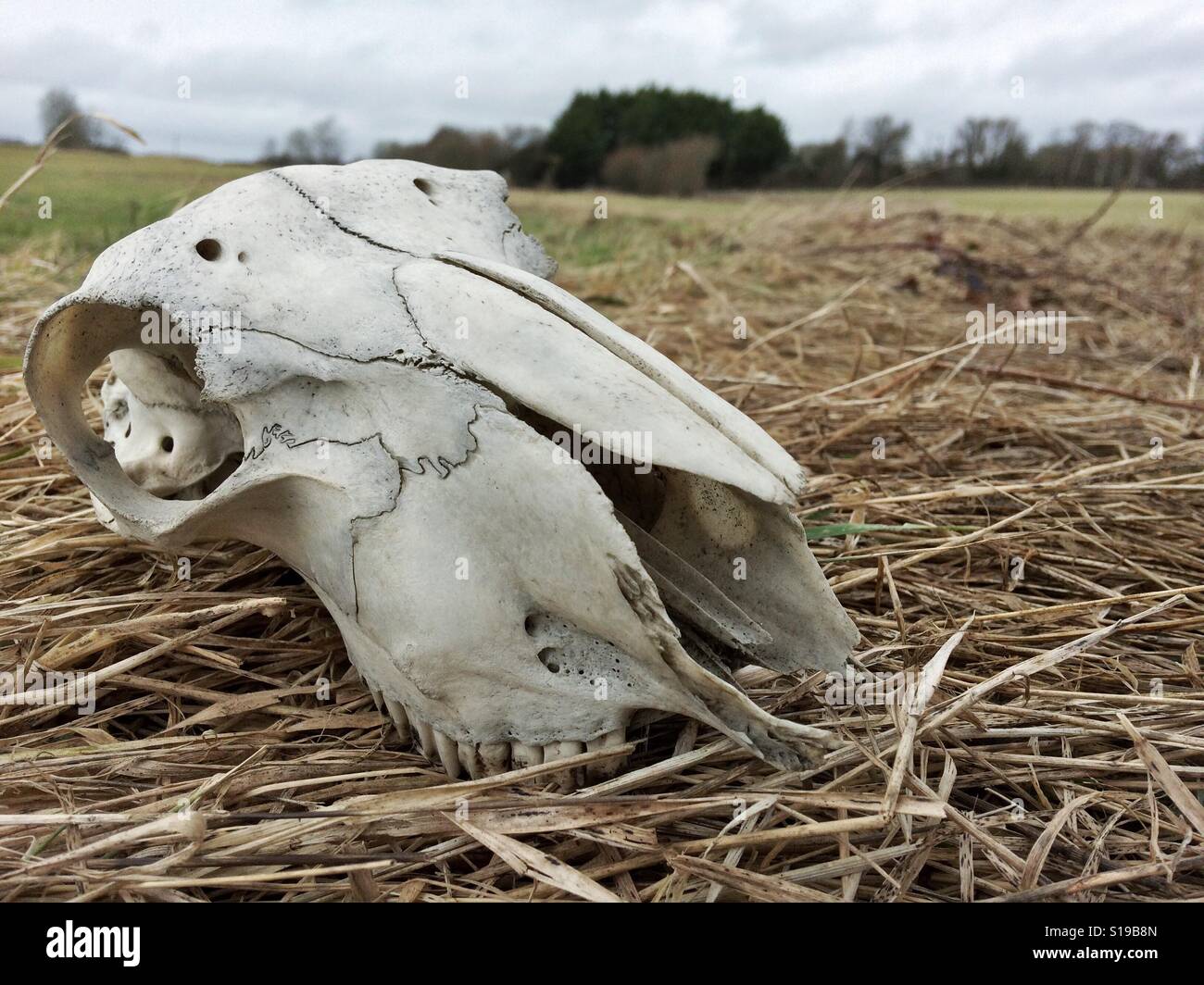 Skull in grass hi-res stock photography and images - Alamy