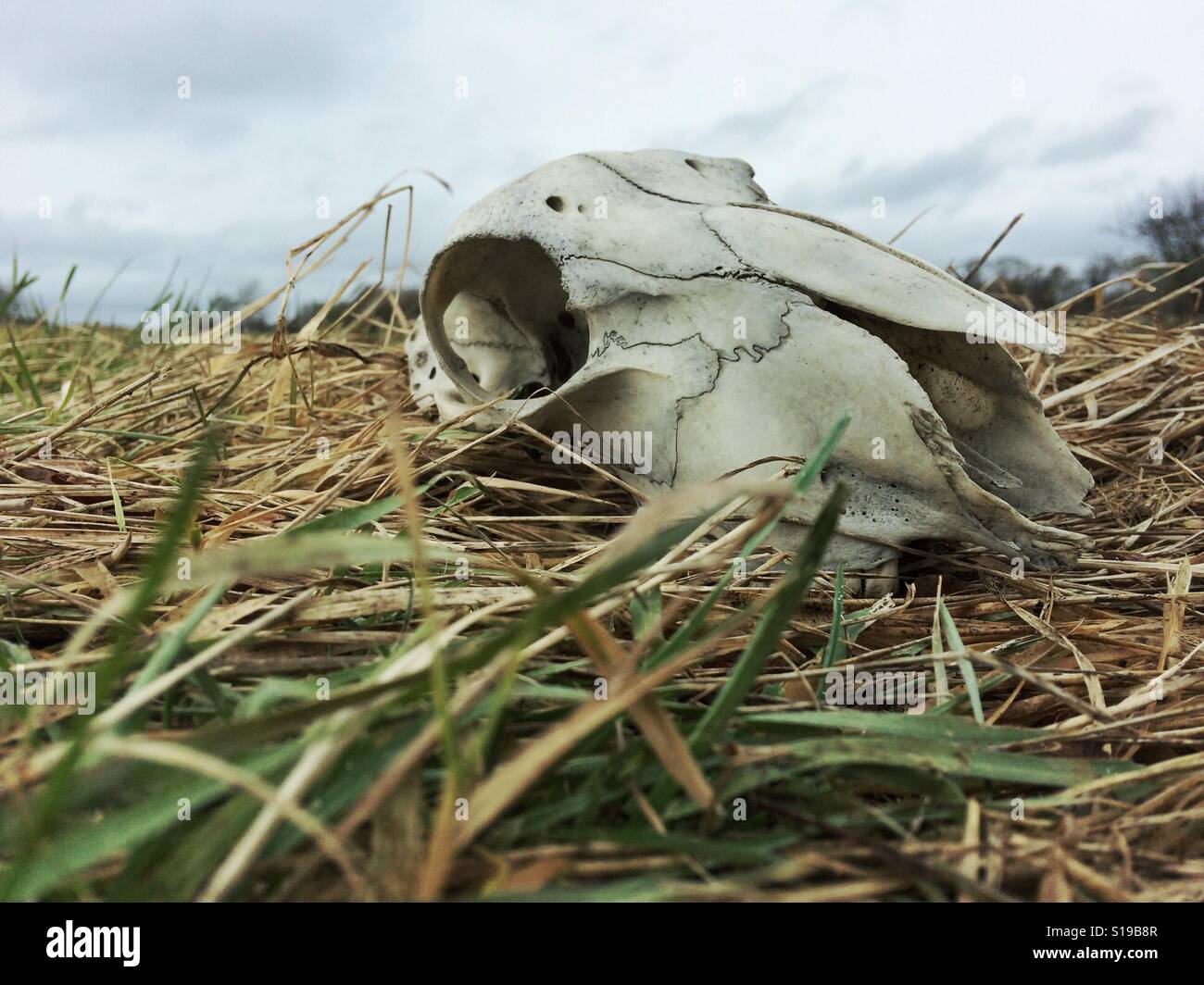Sheep skull in a field Stock Photo - Alamy